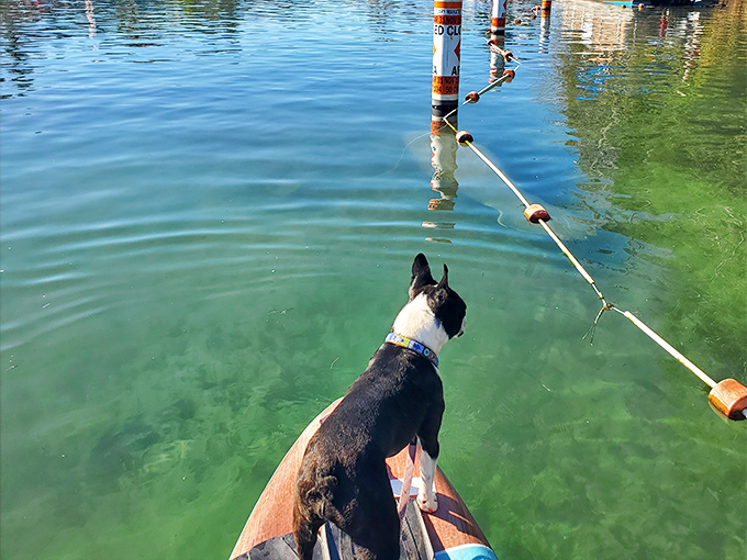 Even four-legged adventurers can't resist the allure of these crystal waters, though this pup seems more interested in what's ahead than below.