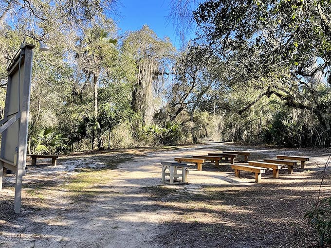 Picnic areas under ancient oaks provide the perfect setting for meals that taste better simply because you're eating them outside, surrounded by centuries of history.