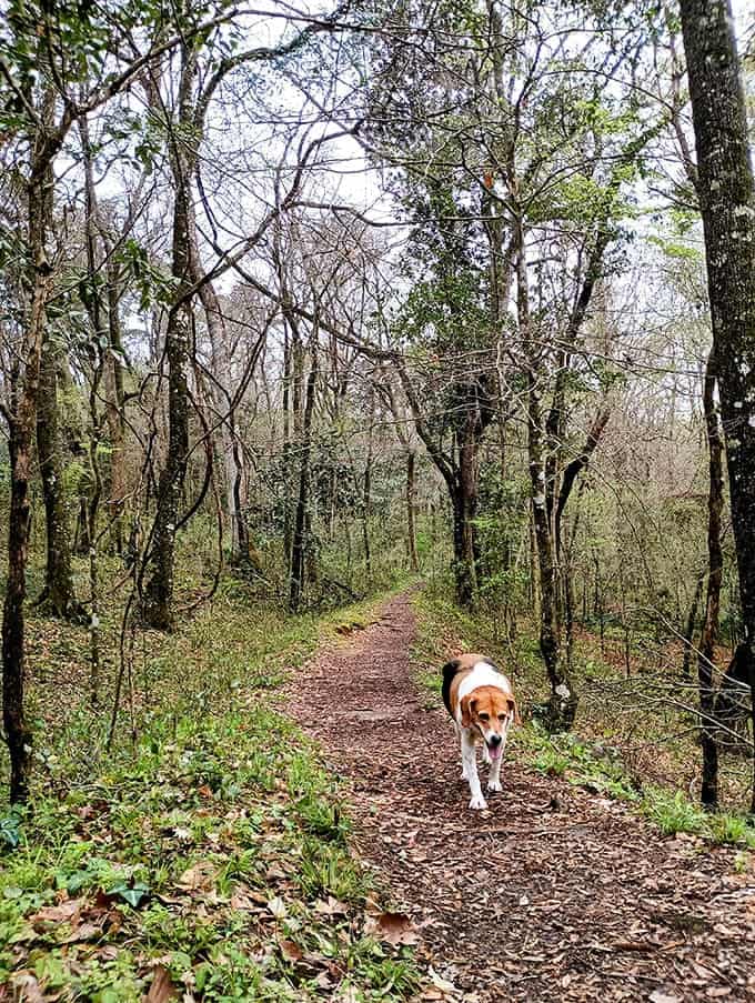 Even the local dogs get to be amateur archaeologists here, though they're mostly interested in the contemporary smells rather than ancient history.
