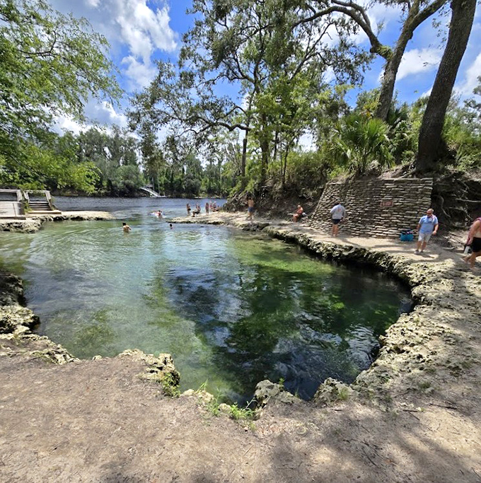 The main spring vent creates a natural infinity pool effect where crystalline waters merge with the tannin-rich Suwannee River beyond.