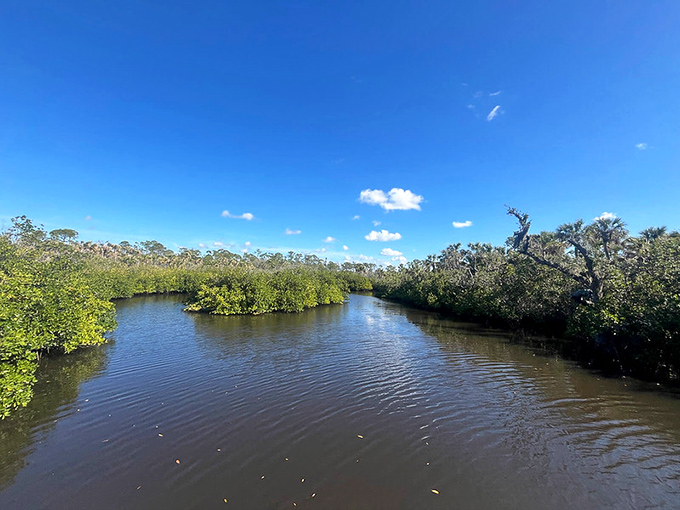 Mangroves doing their best impression of synchronized swimmers in this serene waterway &ndash; Florida's version of a natural infinity pool.