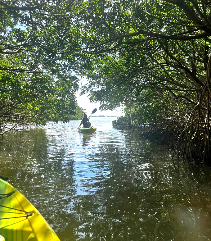 Mangrove Kayaking in the Afternoon: Threading through nature's archways, this paddler finds the sweet spot between adventure and serenity.