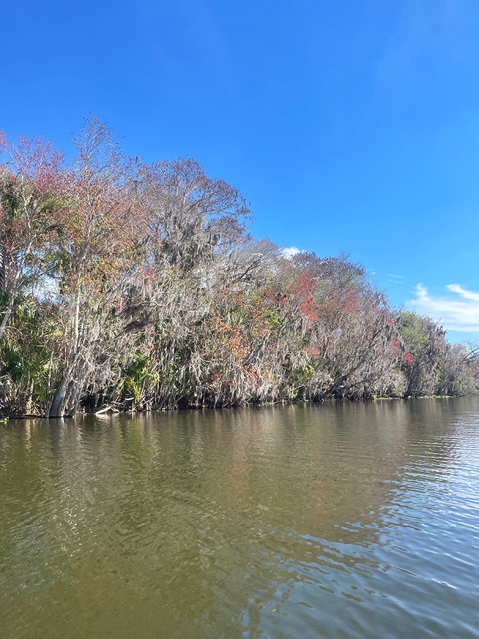 Spanish moss drapes over cypress trees along the waterway, creating that quintessential Southern landscape that feels like stepping into a painting.