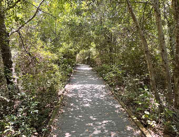 The boardwalk sections keep your feet dry while giving you front-row seats to the wetland ecosystem's daily drama.
