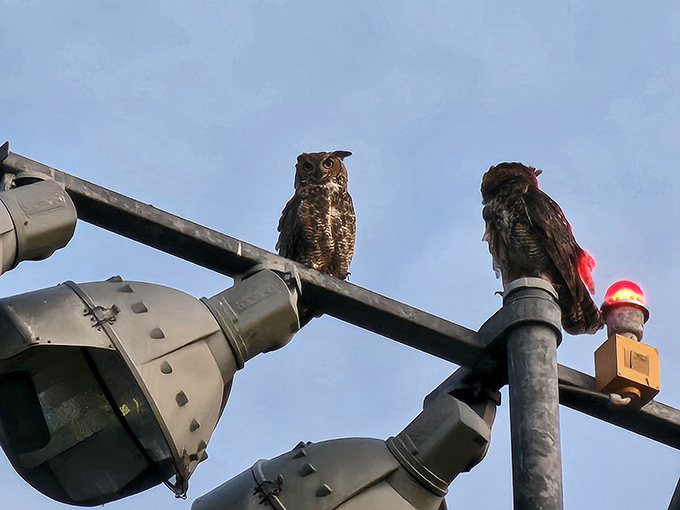 Even the local great horned owls approve of this park, perching like wise sentinels overseeing their 115-acre kingdom with distinguished feathered authority.