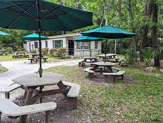 Shaded picnic areas offer perfect rest stops between wildlife encounters, where families can refuel while still immersed in nature's soundtrack.