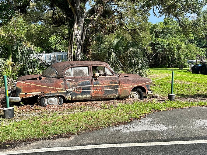 Time stands still for this vintage automobile, now permanently parked in history as the Everglades slowly reclaims man's mechanical creation.
