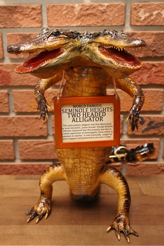 The "World Famous" taxidermy display that started it all &ndash; scientific explanation included, skepticism optional.