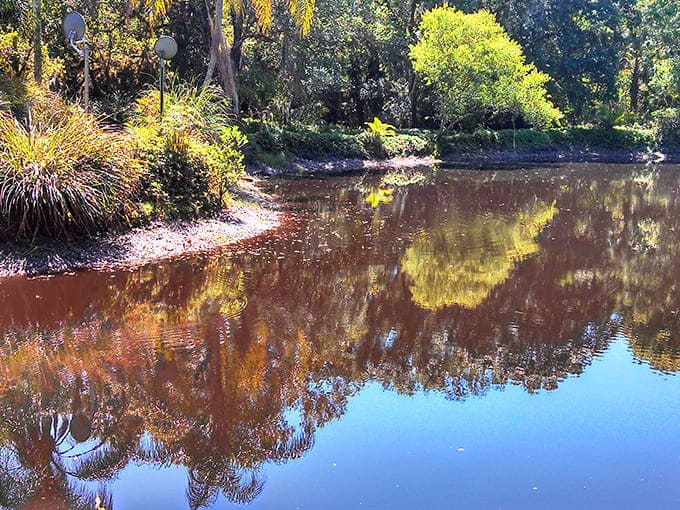 The pond reflects both sky and surrounding vegetation, serving ecological purposes while providing peaceful views that calm the soul.