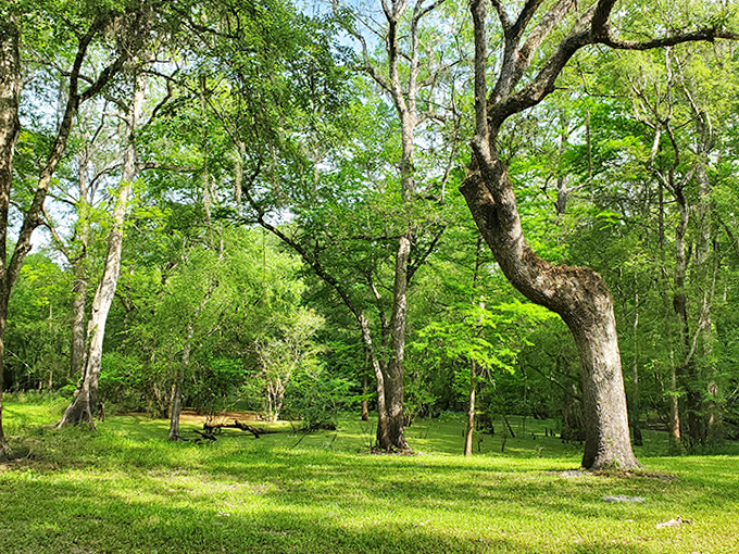 Ancient oaks create nature's cathedral, their sprawling branches offering blessed shade for picnickers seeking respite from Florida's sunshine.