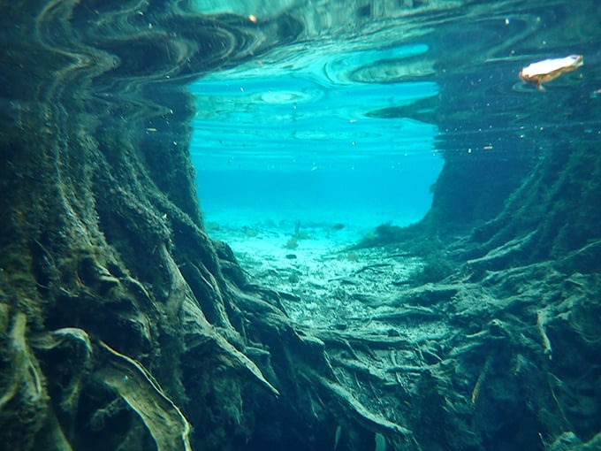 Sunlight filters through underwater root structures, creating an otherworldly landscape that cave divers travel miles to explore.
