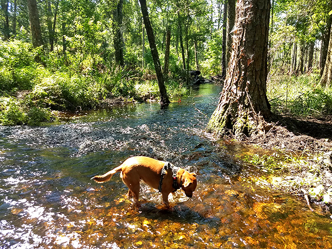 Man's best friend discovers the simple joy of cool water on hot paws in one of the Suwannee's gentler stretches.