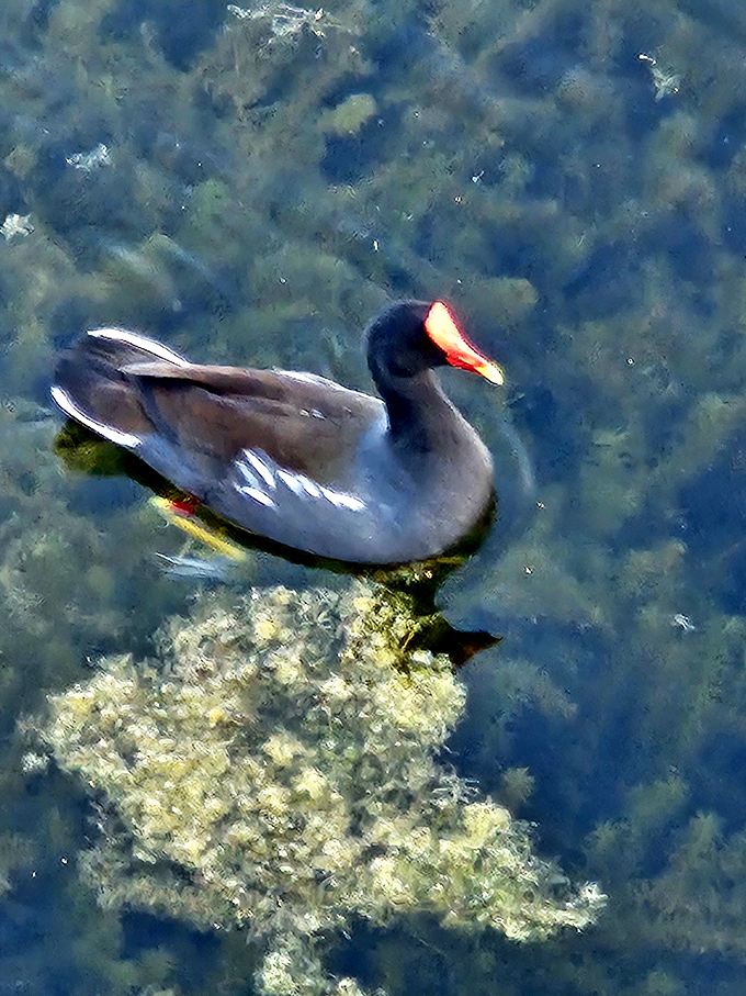 This water bird looks like it's contemplating the meaning of life, or possibly just where the next fish is coming from.
