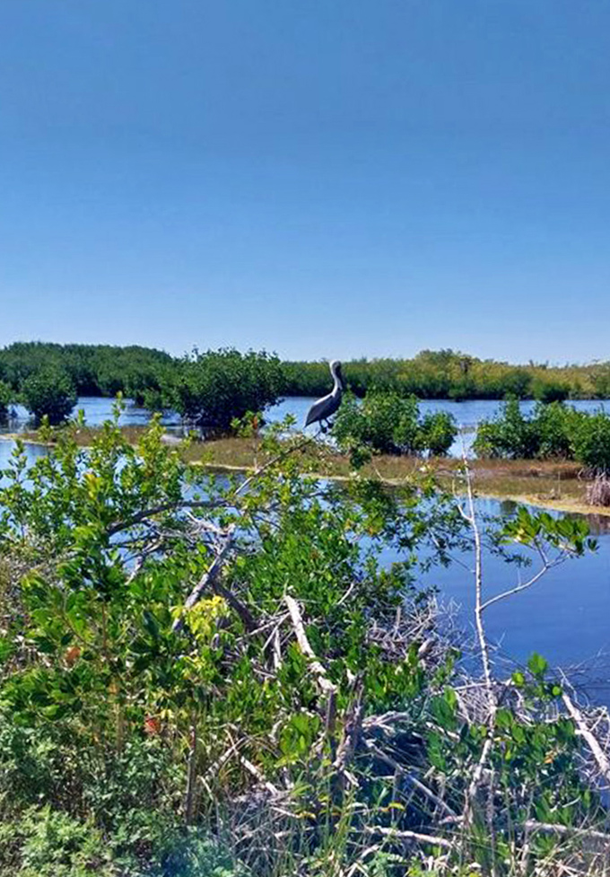 That pelican's standing there like a security guard, making sure nobody disturbs the peace in this mangrove paradise.