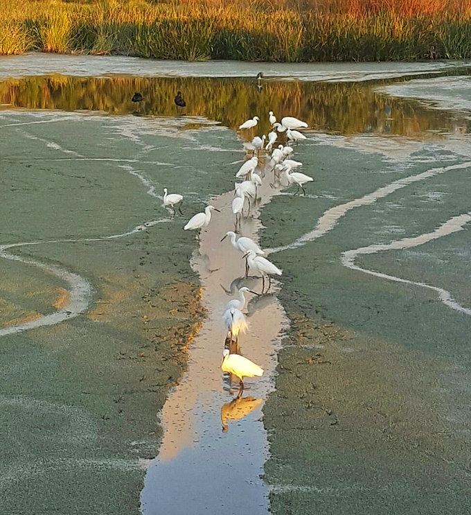 The egret convention is in full swing! These elegant birds line up like they're waiting for nature's most exclusive buffet to open.