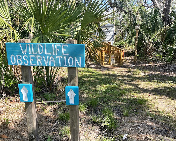 The "Wildlife Observation" sign might as well read "Nature's Reality Show Viewing Area" &ndash; no subscription required.