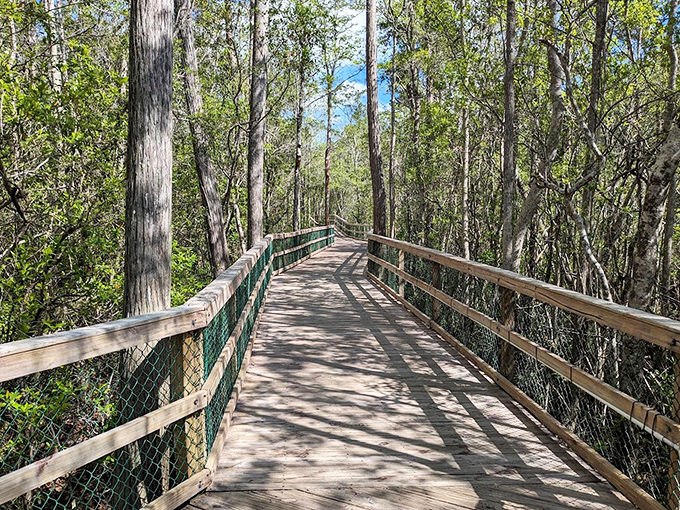 This elevated wooden pathway offers a squirrel's-eye view of the forest, letting visitors glide through nature without disturbing a single root.