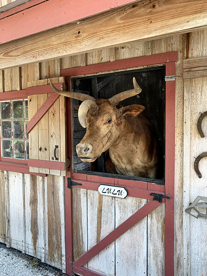 Meet Lulu, the bovine ambassador with eyes that say, "Yes, I know I'm adorable, and yes, I'll accept your offering of treats."