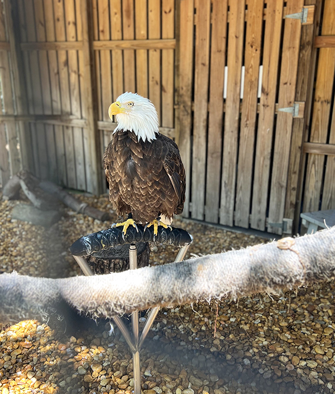 America's national symbol perches with regal indifference, its white head gleaming like a beacon against dark plumage.