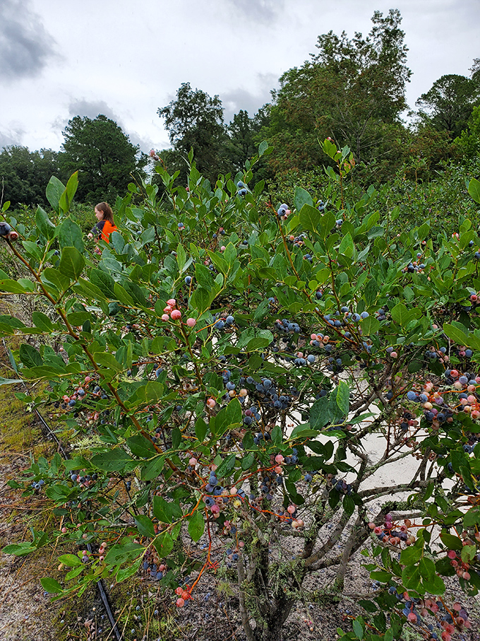 Nature's jewels! These plump blueberries bask in Florida sunshine, storing up sweetness before their transformation into something even more delicious.