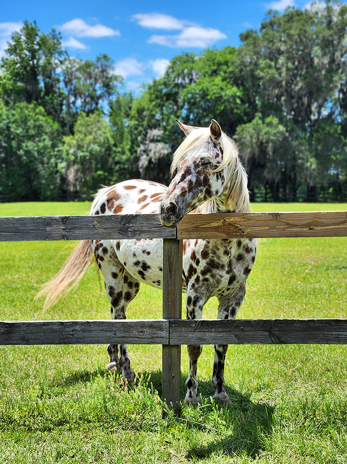 Sporting a coat that would make any fashion designer jealous, this Appaloosa shows off nature's perfect polka dot pattern.