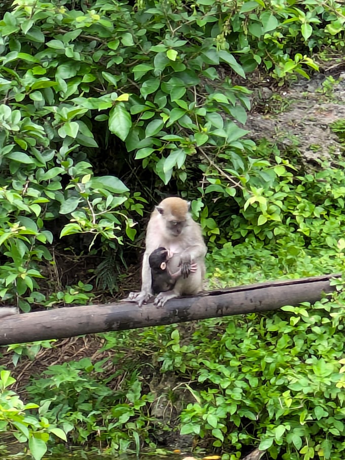 A tender moment between mother and baby monkey reveals the complex family bonds that visitors can witness in this natural habitat setting.