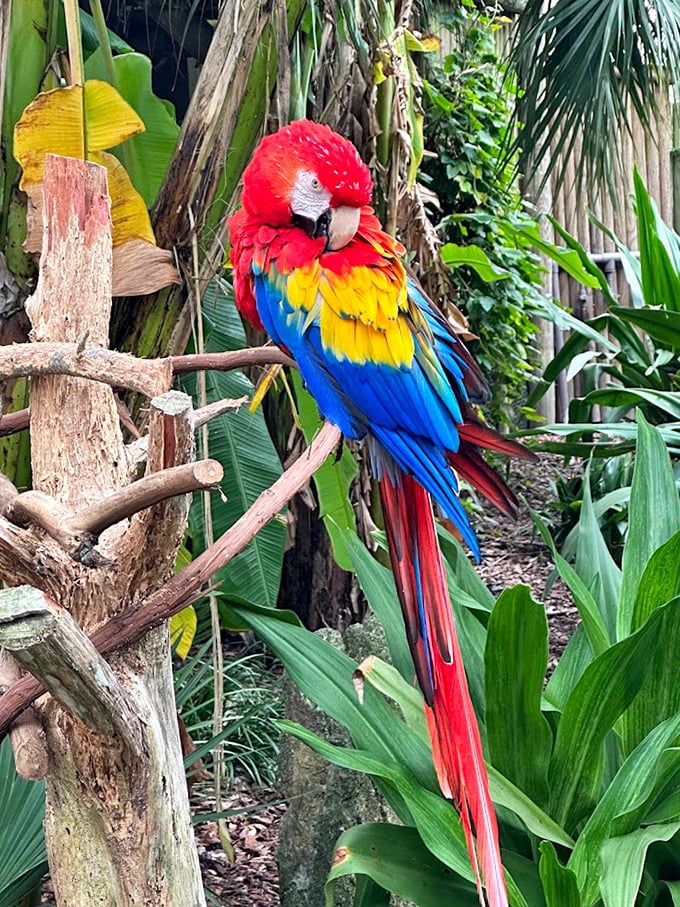 A splash of tropical color amid the reptiles, this scarlet macaw showcases nature's paintbrush with its vibrant red, yellow, and blue plumage.