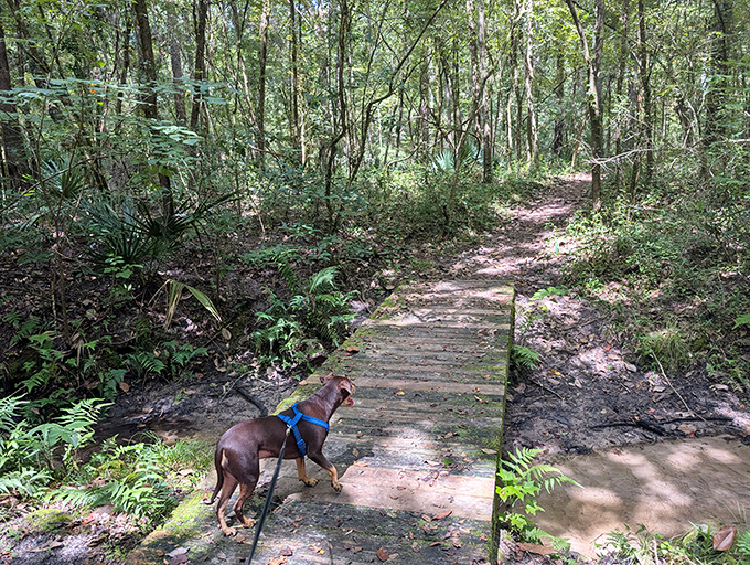 Four-legged friends welcome! This pup discovers the joy of crossing woodland streams on rustic bridges.