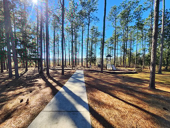 Towering pines create natural columns against the brilliant blue Florida sky, a reminder that flatness isn't the state's only geographical feature.