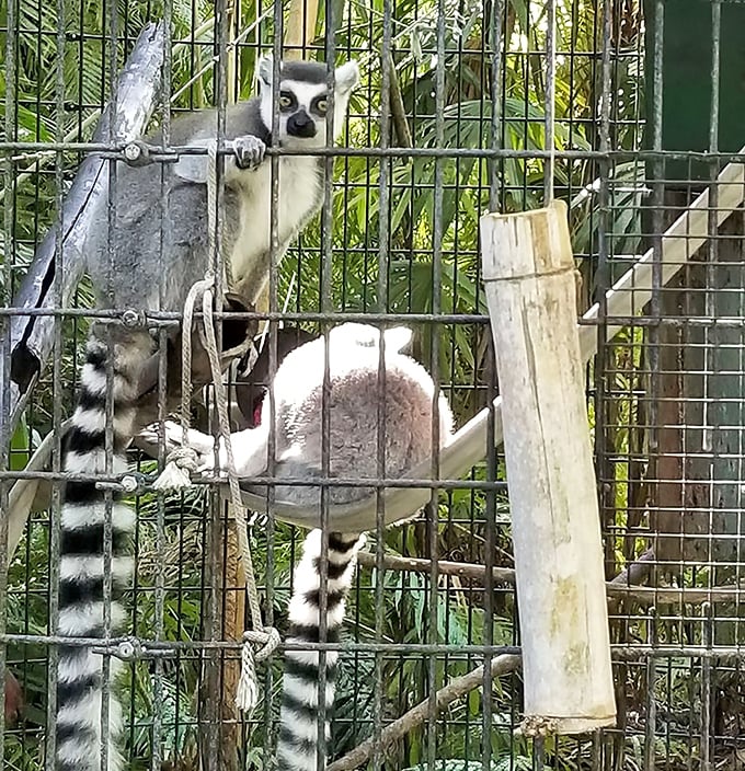 "Excuse me, do you have a moment to talk about our lord and savior, King Julien?" Ring-tailed lemurs bring Madagascar charm to Florida.