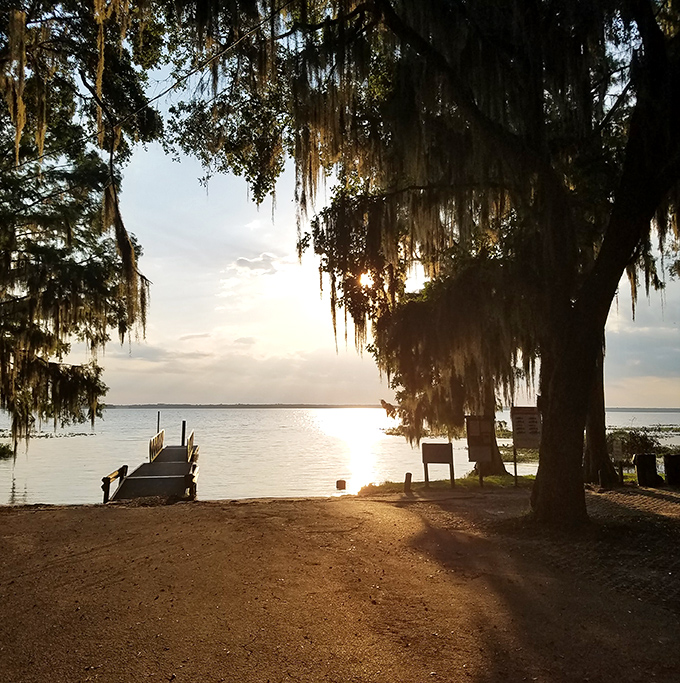 Morning mist rises from Lochloosa's shore, where cypress knees peek through the water like curious woodland creatures coming to say hello.