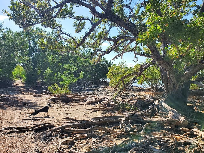 Gnarled roots and weathered soil tell tales of resilience in this harsh yet beautiful coastal environment.
