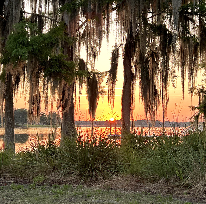 Spanish moss frames this golden sunset, creating the kind of view that makes you forget to check your phone notifications.