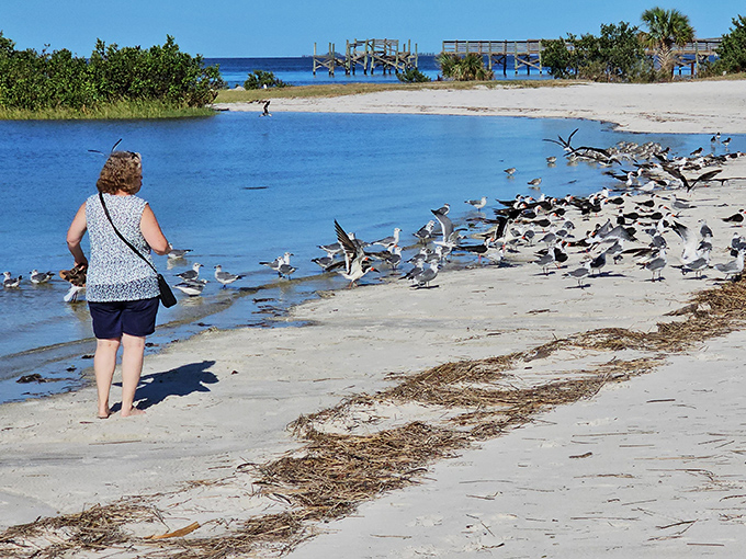 Bird whispering in action&mdash;where feeding seagulls transforms an ordinary beachgoer into the Pied Piper of the shoreline.