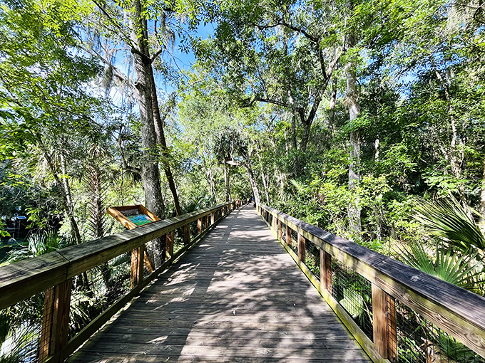 The impossibly blue waters of Blue Spring State Park invite swimmers to dive in, with underwater visibility that seems almost magical.