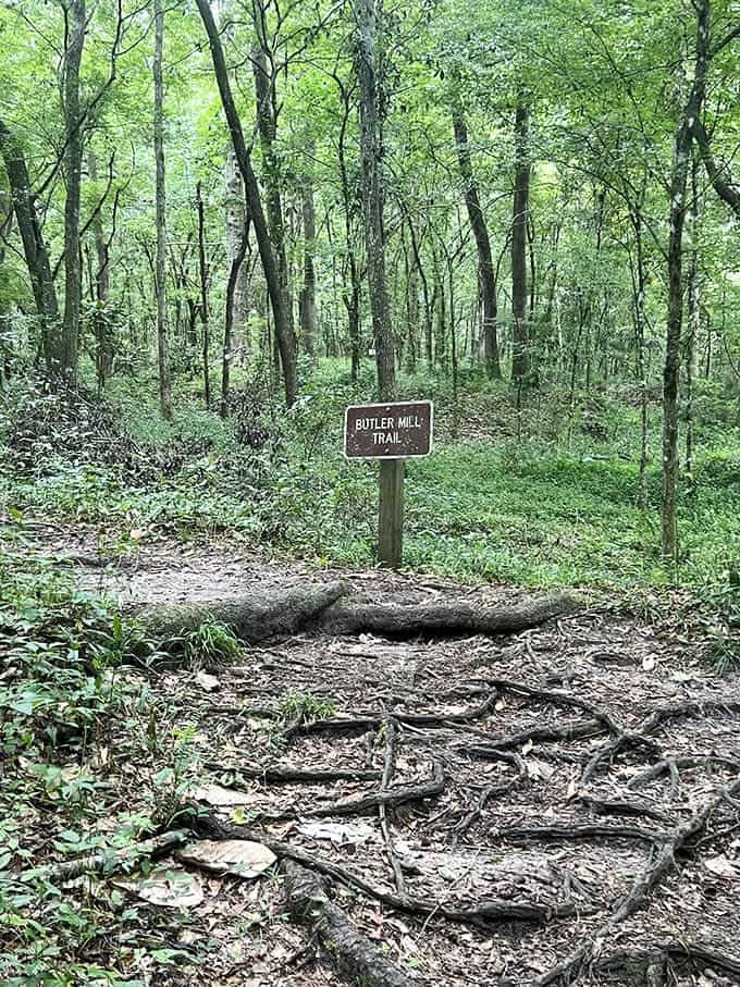 Tree roots create natural stairs on the Butler Mill Trail, making you work for those historical views.