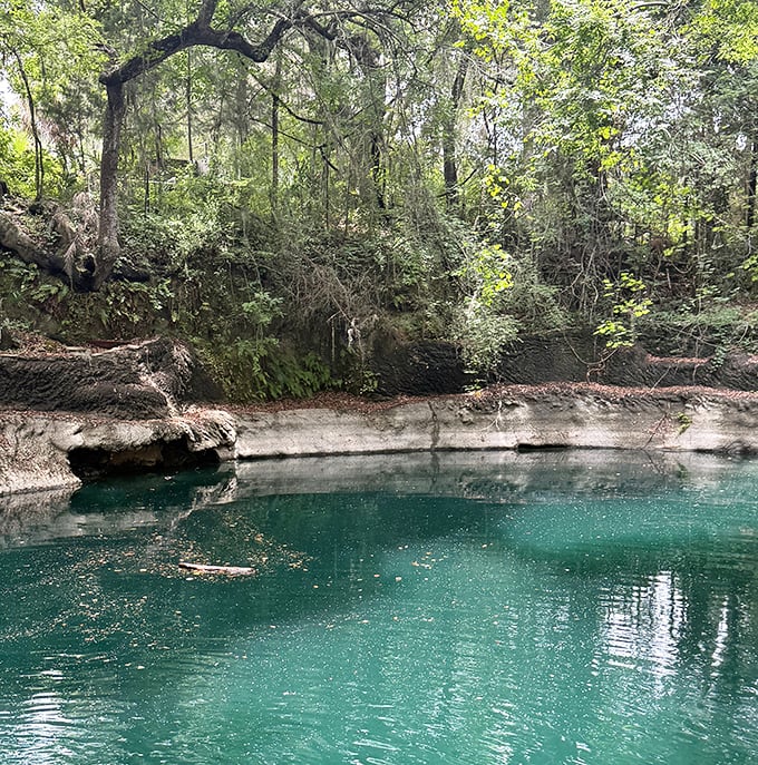 The prehistoric wonder of Devil's Den invites adventurers down metal stairs into a hidden underground spring.