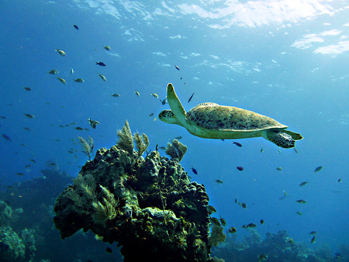 Down here, sea turtles glide past coral gardens like they own the place, which, let's be honest, they kind of do after millions of years.
