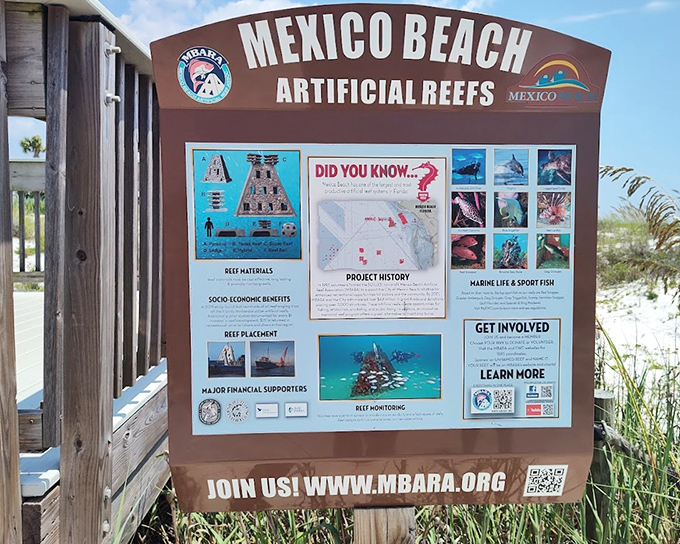 The artificial reef program has created underwater neighborhoods more diverse than most metropolitan areas, turning the Gulf into a thriving marine metropolis.