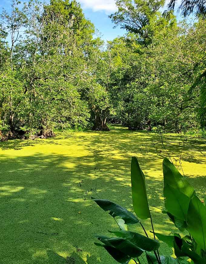 That green water holds more life than you'd imagine, from fish to frogs to the occasional prehistoric-looking reptile.