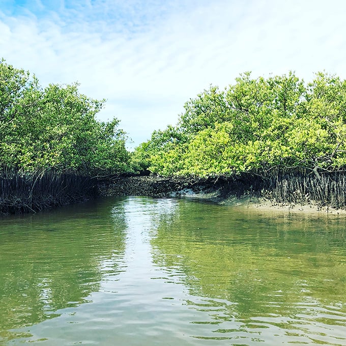 Nature's nursery: These brackish waters create the perfect environment for mangroves, where baby fish play hide-and-seek among the tangled roots.