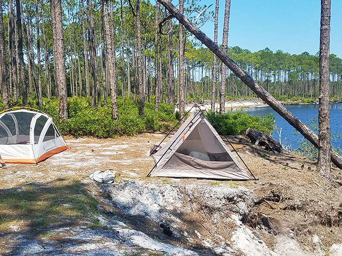 Camping nirvana: where your morning alarm is birdsong and your ceiling is pine canopy filtering golden sunlight through nature's own skylight.