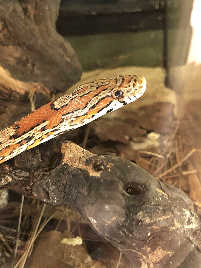 The corn snake displays its vibrant pattern, a reminder that Florida's confirmed wildlife can be just as fascinating as its rumored cryptids.