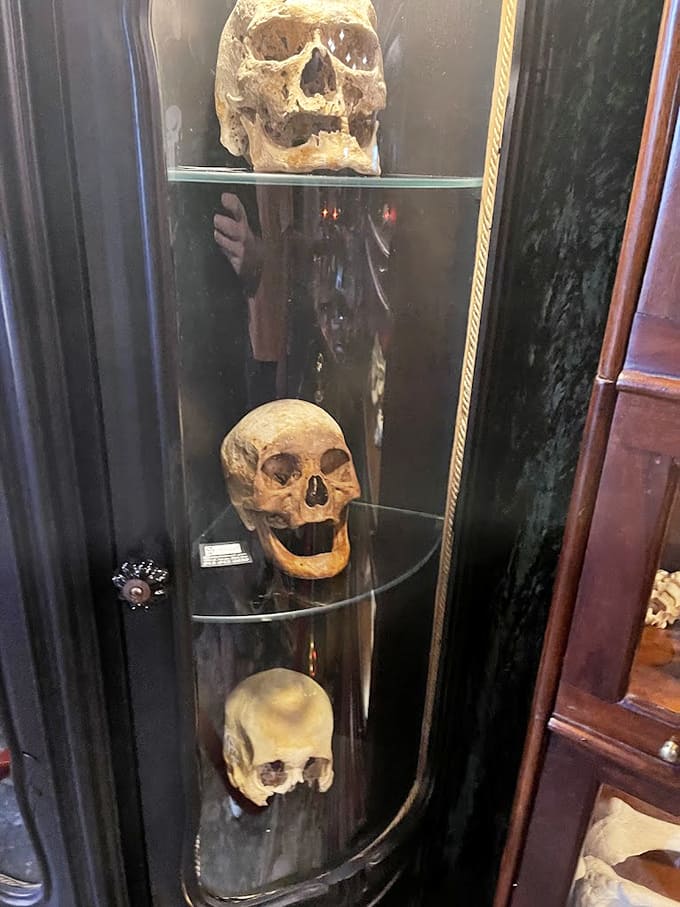 Human skulls contemplating existence, or possibly judging your life choices from their glass case.
