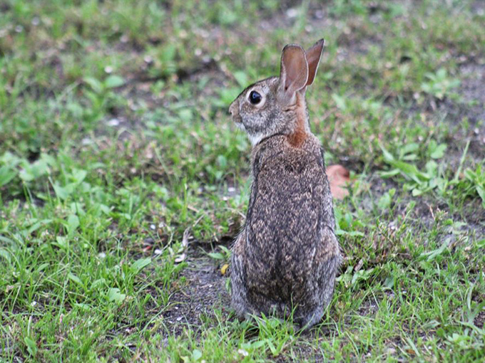 The eastern cottontail rabbit pauses mid-nibble, probably wondering why humans find them so adorable when they're just trying to enjoy their salad in peace.