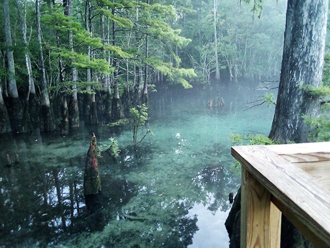 Morning mist hovers over the cypress-lined spring, transforming an already magical place into something straight out of a fairytale.