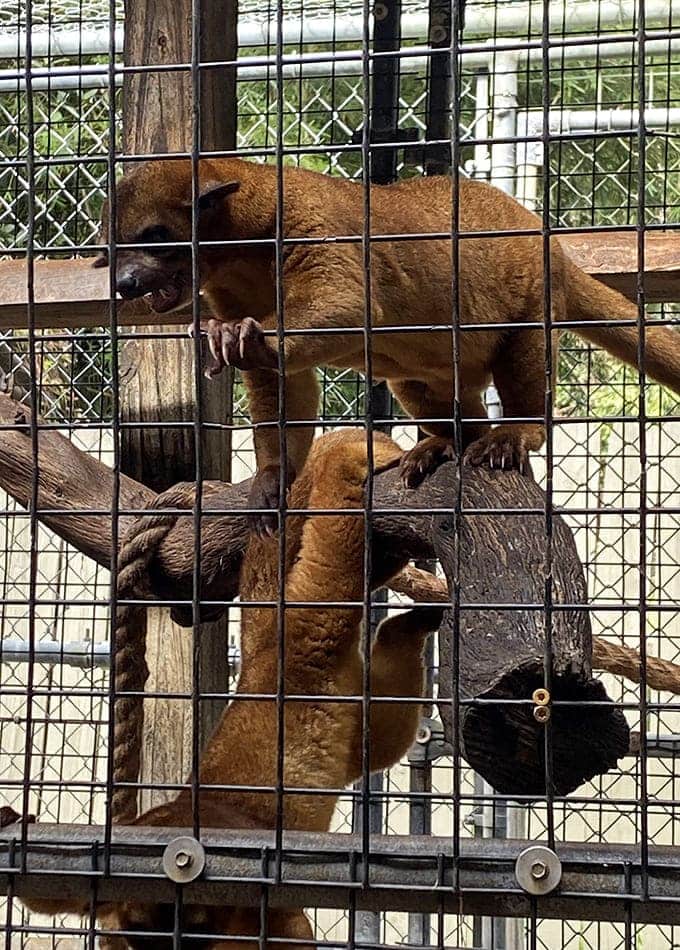 These honey bears prove that Gatorama isn't all teeth and terror, though they're probably plotting something adorable and mischievous.