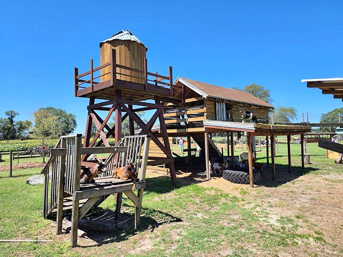 Goats with a view! These clever creatures enjoy their elevated walkway, plotting their next mischievous move.