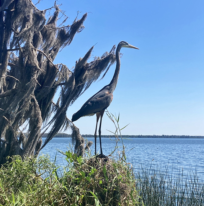 The Great Blue Heron stands sentinel, a feathered philosopher contemplating life's great mysteries &ndash; or possibly just its next fish.