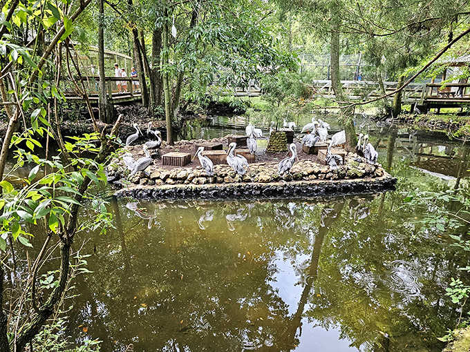 Grey herons gather on their island sanctuary, looking like a committee of judges evaluating the humans who pass by their domain.